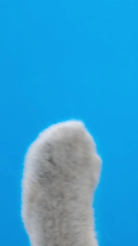 Cat touching and clicking on a green scr... | Stock Video | Pond5