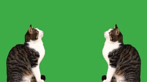 cat two cats look in different direction... | Stock Video | Pond5