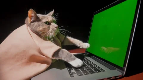 cat types on computer green screen side ... | Stock Video | Pond5