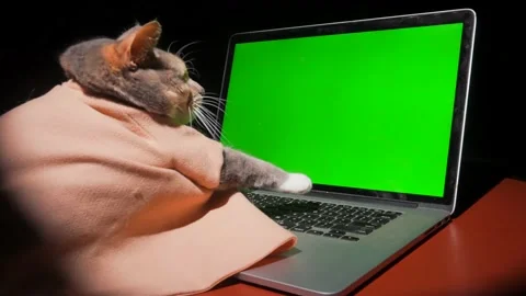 cat types on computer green screen | Stock Video | Pond5