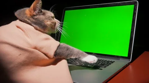 cat types on computer green screen slow ... | Stock Video | Pond5