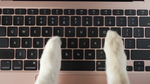 Cat Typing on a Laptop Computer Keyboard... | Stock Video | Pond5