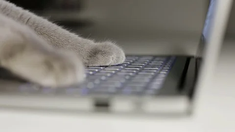 Cat Typing Stock Footage ~ Royalty Free Stock Videos | Pond5