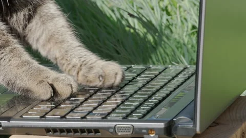 Cat typing text on a laptop. Tabby cat p... | Stock Video | Pond5