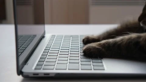 Cat using the computer. Cat Paw using La... | Stock Video | Pond5