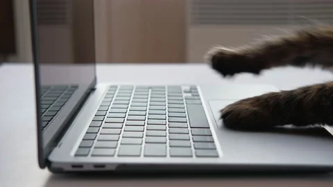Cat using the computer. Cat Paw using La... | Stock Video | Pond5