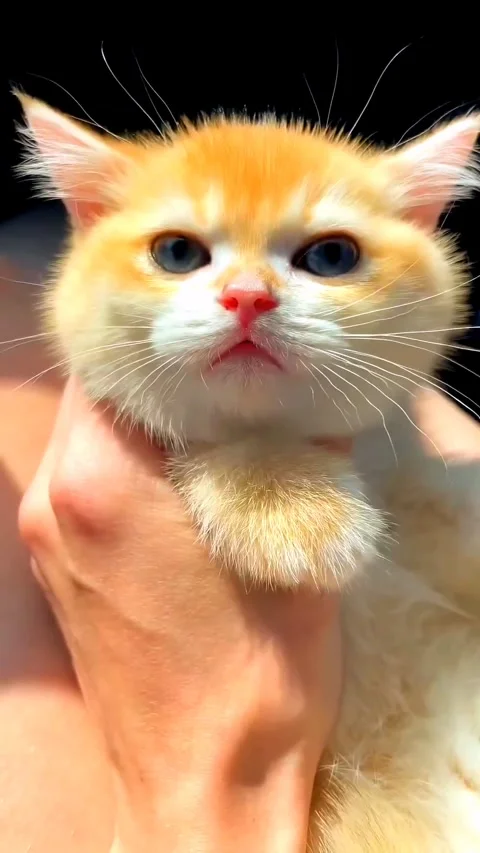 Voice Kid Stock Videos – Royalty-Free HD & 4K Videos | Pond5