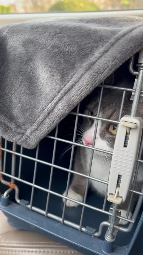 I Said Angry Stock Videos – Royalty-Free HD & 4K Videos