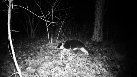 Dark Night Hd Stock Videos – Royalty-Free HD & 4K Videos | Pond5