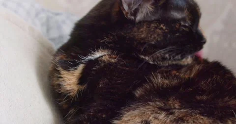 She Licked Stock Videos – Royalty-Free HD & 4K Videos | Pond5