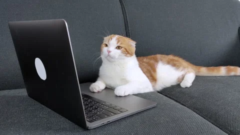 Cat Computer Stock Video Footage | Royalty Free Cat Computer Videos | Pond5