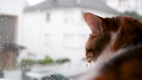 Rain Through Window Stock Footage ~ Royalty Free Stock Videos | Pond5