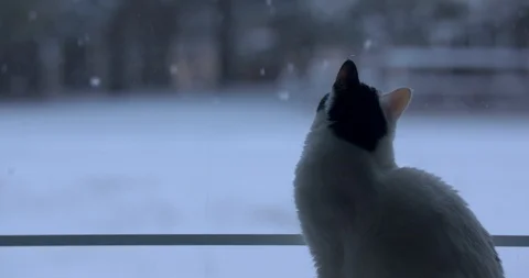 Snow Window Stock Video Footage | Royalty Free Snow Window Videos | Pond5