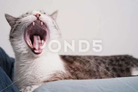 The cat yawns on a white background and shows all its teeth ~ Hi Res #197482978