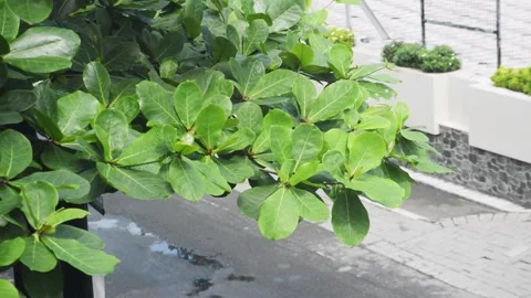 The catappa tree or terminalia catappa w... | Stock Video | Pond5