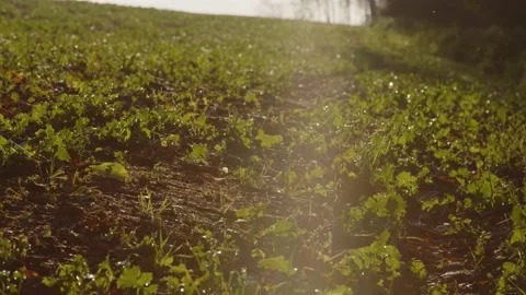 catch crop on agricultural field in autu... | Stock Video | Pond5