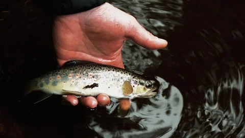 Lucky Farms Stock Videos – Royalty-Free HD & 4K Videos