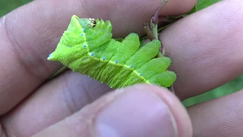 Caterpillar Reacts to Touch With a Squea... | Stock Video | Pond5