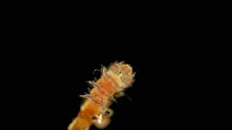Caterpillar Under Microscope