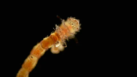 The caterpillar-shaped or eruciform larv... | Stock Video | Pond5