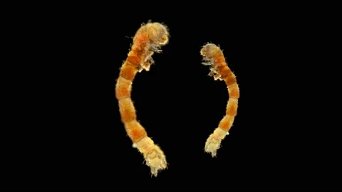 The caterpillar-shaped or eruciform larv... | Stock Video | Pond5