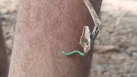 Caterpillar sliding on human leg with gr... | Stock Video | Pond5