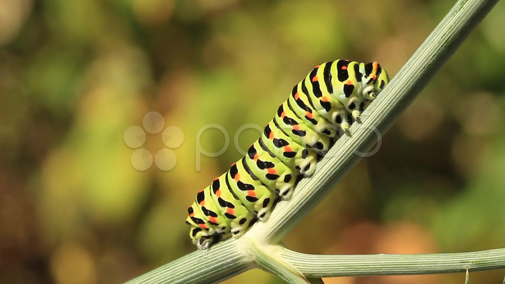 Caterpillar Wallpaper