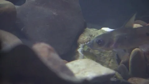 Attacking Fish Stock Videos – Royalty-Free HD & 4K Videos