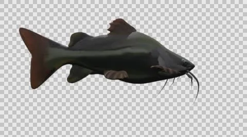 Animated Fish Swimming Stock Video Footage | Royalty Free Animated Fish ...