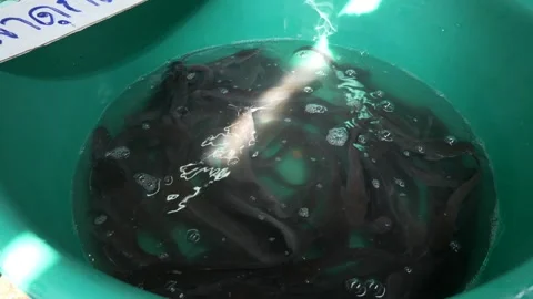 Catfish swimming in grey water bucket ta... | Stock Video | Pond5