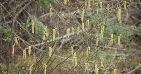 Plant Reproduction Stock Video Footage | Royalty Free Plant ...