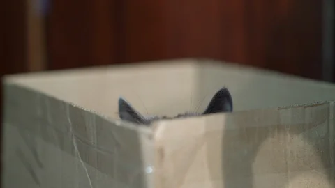 Cat's body language. Scared cat puts dow... | Stock Video | Pond5