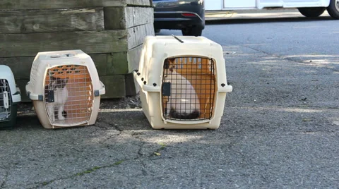 Crates Box Stock Videos – Royalty-Free HD & 4K Videos