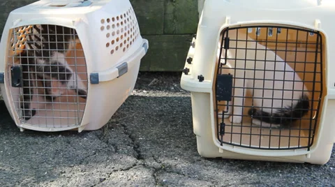 Crates Box Stock Videos – Royalty-Free HD & 4K Videos