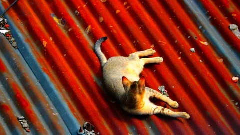 S3Mb File Format Stock Videos – Royalty-Free HD & 4K Videos | Pond5