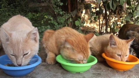 Cats have lunch in the bosom of nature | Stock Video | Pond5