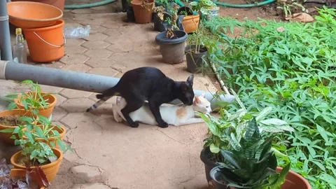 cats mating | Stock Video | Pond5