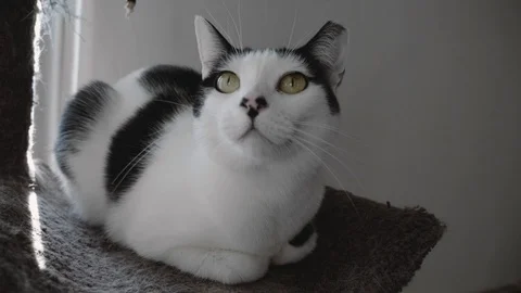 Cats playing on a cat tree in slow motio... | Stock Video | Pond5