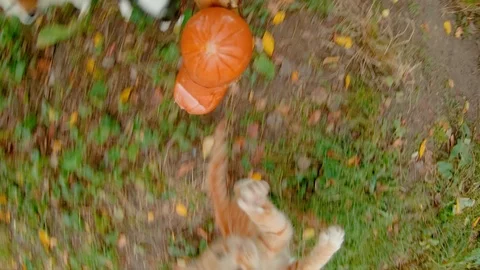 Survival Food Meals Stock Videos – Royalty-Free HD & 4K Videos | Pond5