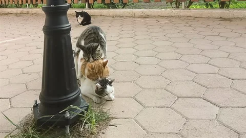 Cats Mating Stock Video Footage | Royalty Free Cats Mating Videos | Pond5