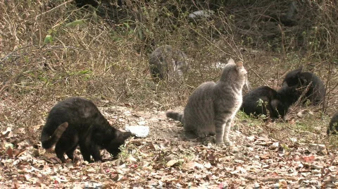 Cats in wild abandoned scared HD | Stock Video | Pond5