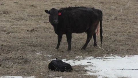 Cow Pooping Stock Footage ~ Royalty Free Stock Videos | Pond5