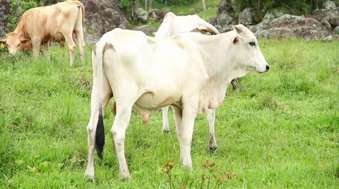 Withe Head Stock Videos – Royalty-Free HD & 4K Videos | Pond5