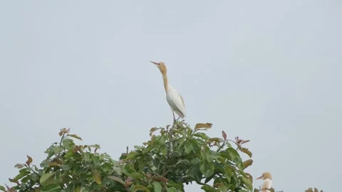 Cattle egreat and stork are sitting on t... | Stock Video | Pond5