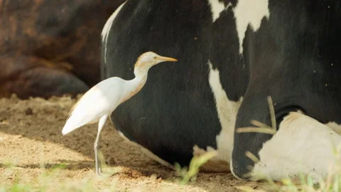 Cattle Egret (Bubulcus ibis) Bird Eating... | Stock Video | Pond5