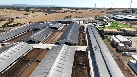 Cattle Factory Farm Stock Video Footage | Royalty Free Cattle Factory ...