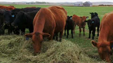 Cattle grazing on hay in ranch field | Stock Video | Pond5