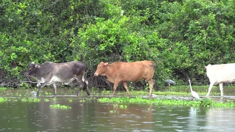 Cattle Herd Cows Walking Moving Marching... | Stock Video | Pond5