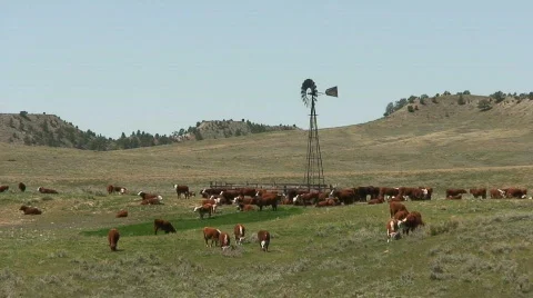 Stock Tank M Stock Videos – Royalty-Free HD & 4K Videos