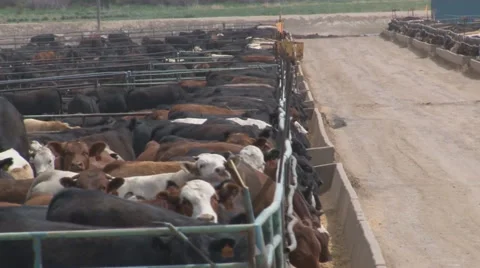 Cattle line the feed trough in the corra... | Stock Video | Pond5